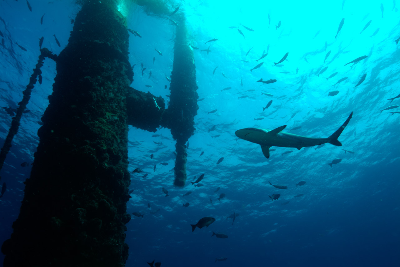 Diving on oil platforms in the Gulf of Mexico off Texas, USA