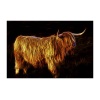 Highland Cow in Fusion VII