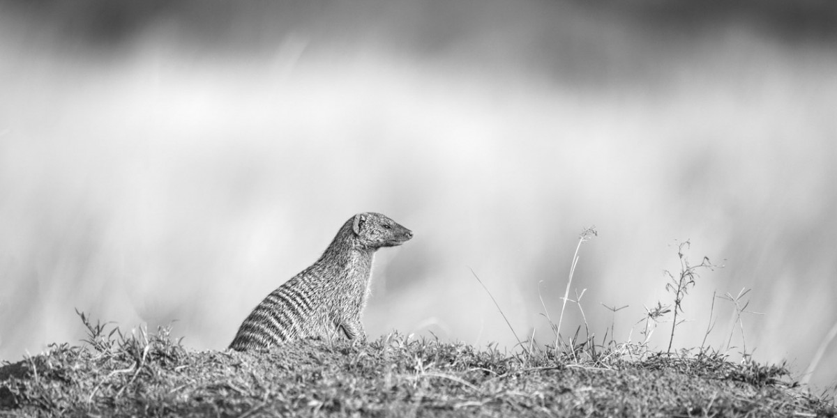 Professional Wildlife Photographer Artist