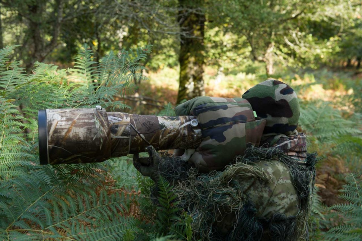 Stages de photo animalière en milieux naturels pour tous les niveaux de ...