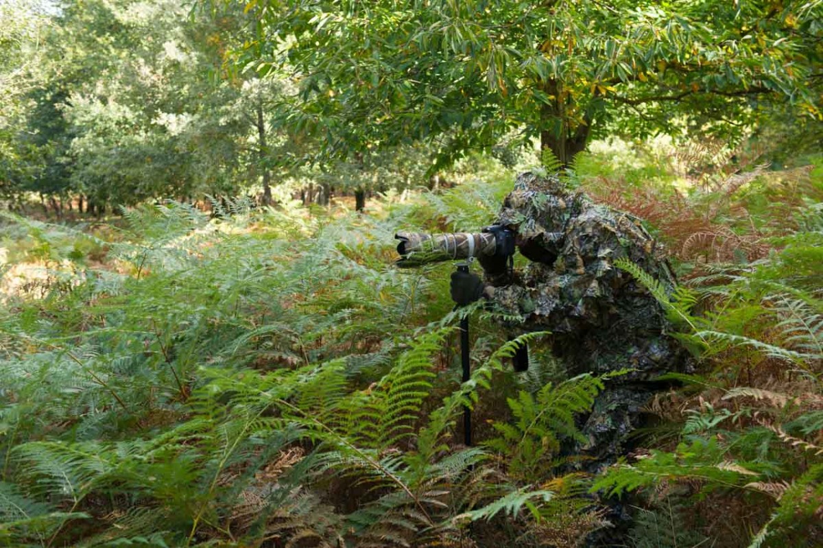 Stages de photo animalière en milieux naturels pour tous les niveaux de ...