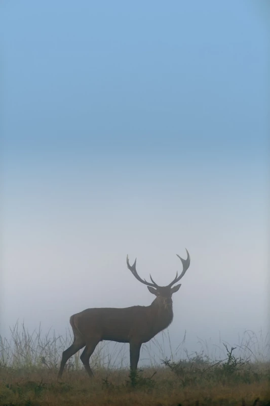 Red deer stag in color during the rut of the deer in France.