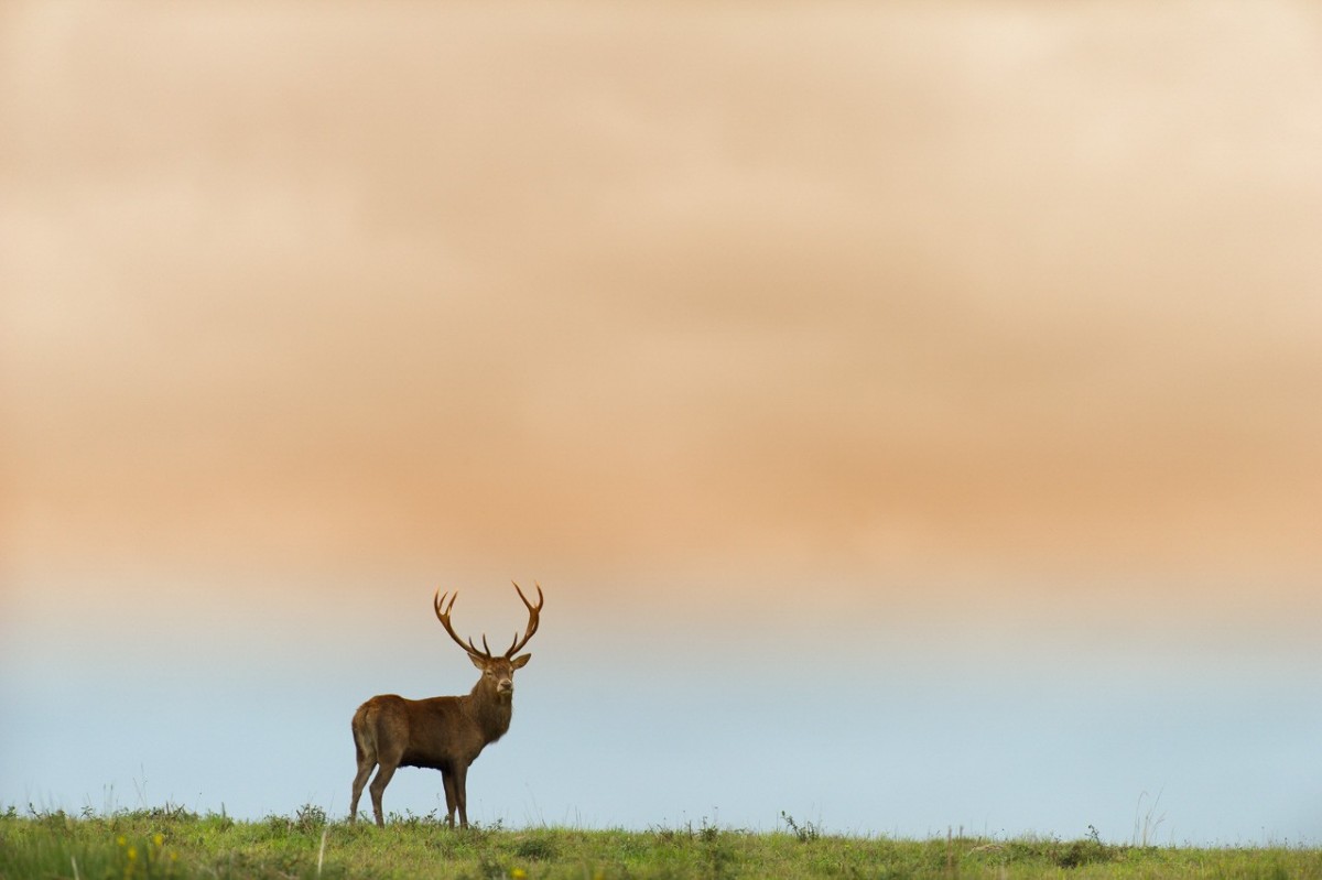 The Bugle of the Red Deer in Charente-Maritime, West of France