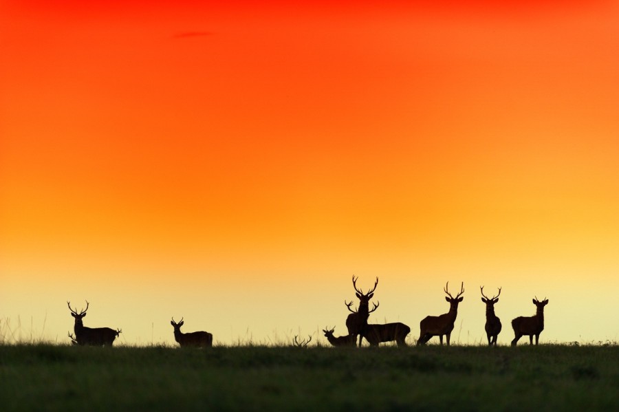 The Bugle of the Red Deer in Charente-Maritime, West of France