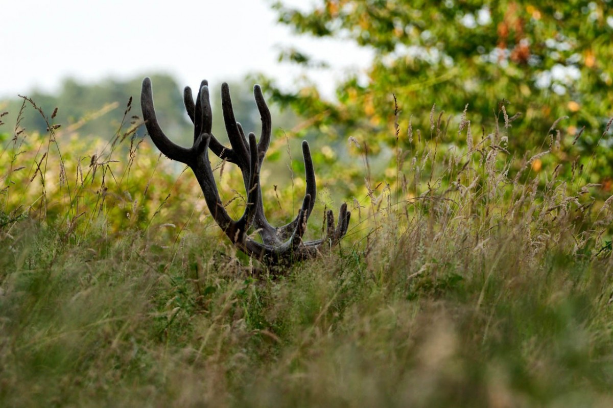 The Bugle of the Red Deer in Charente-Maritime, West of France