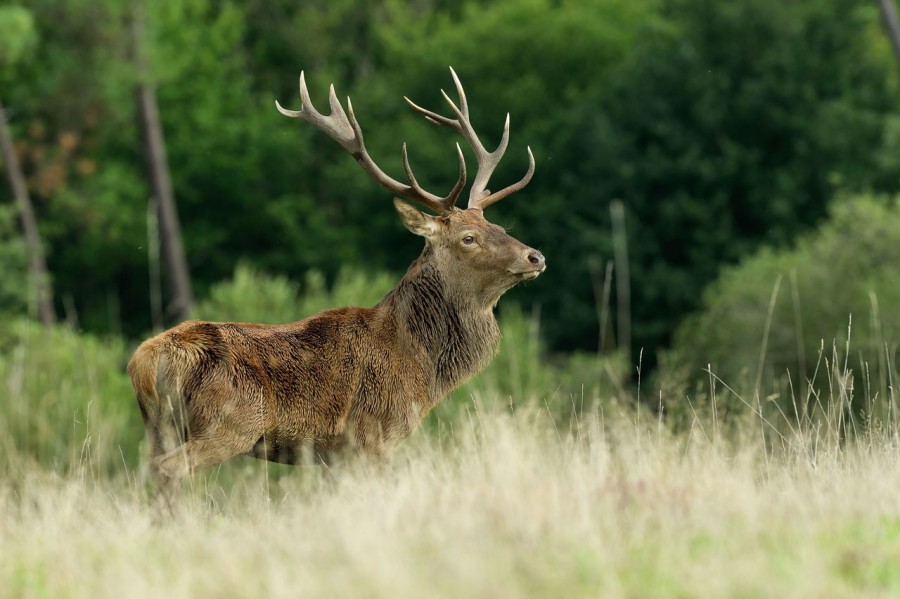 The Bugle of the Red Deer in Charente-Maritime, West of France