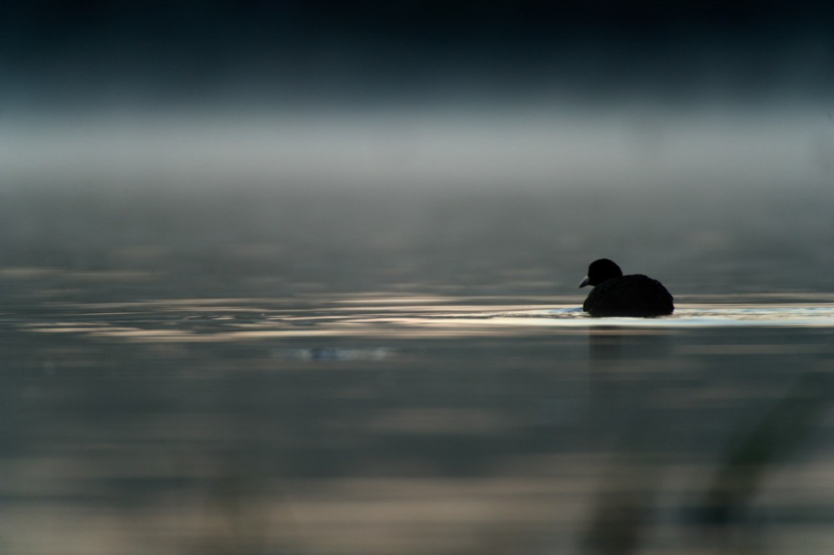 Why and How: Using a Floating Blind to Take Unique Pictures