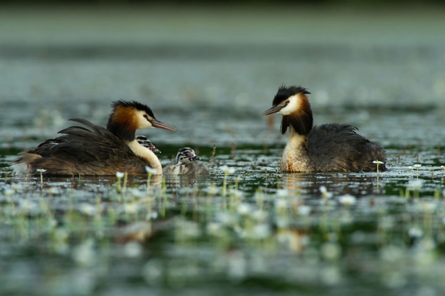 Why and How: Using a Floating Blind to Take Unique Pictures