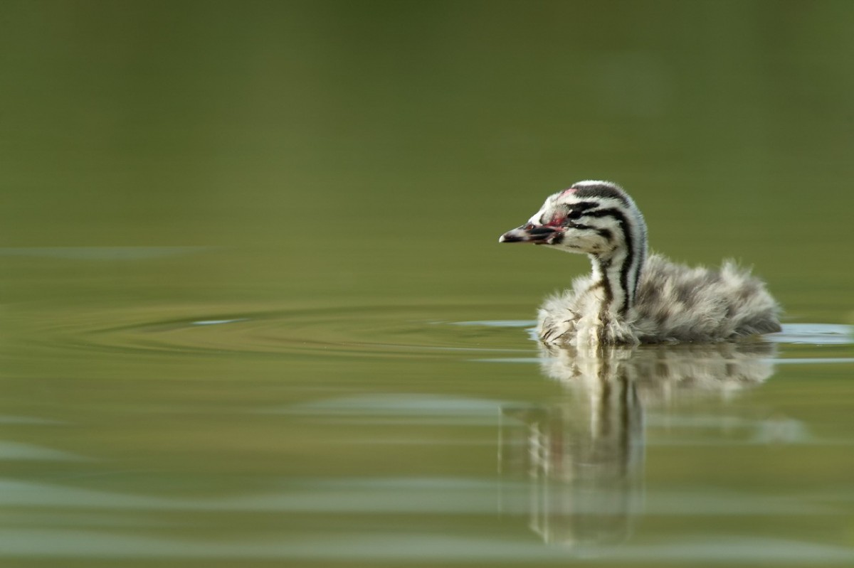 Why and How: Using a Floating Blind to Take Unique Pictures