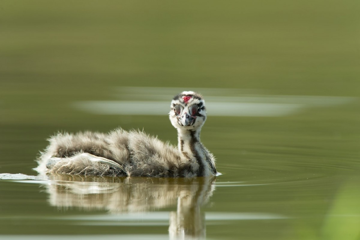 Why and How: Using a Floating Blind to Take Unique Pictures