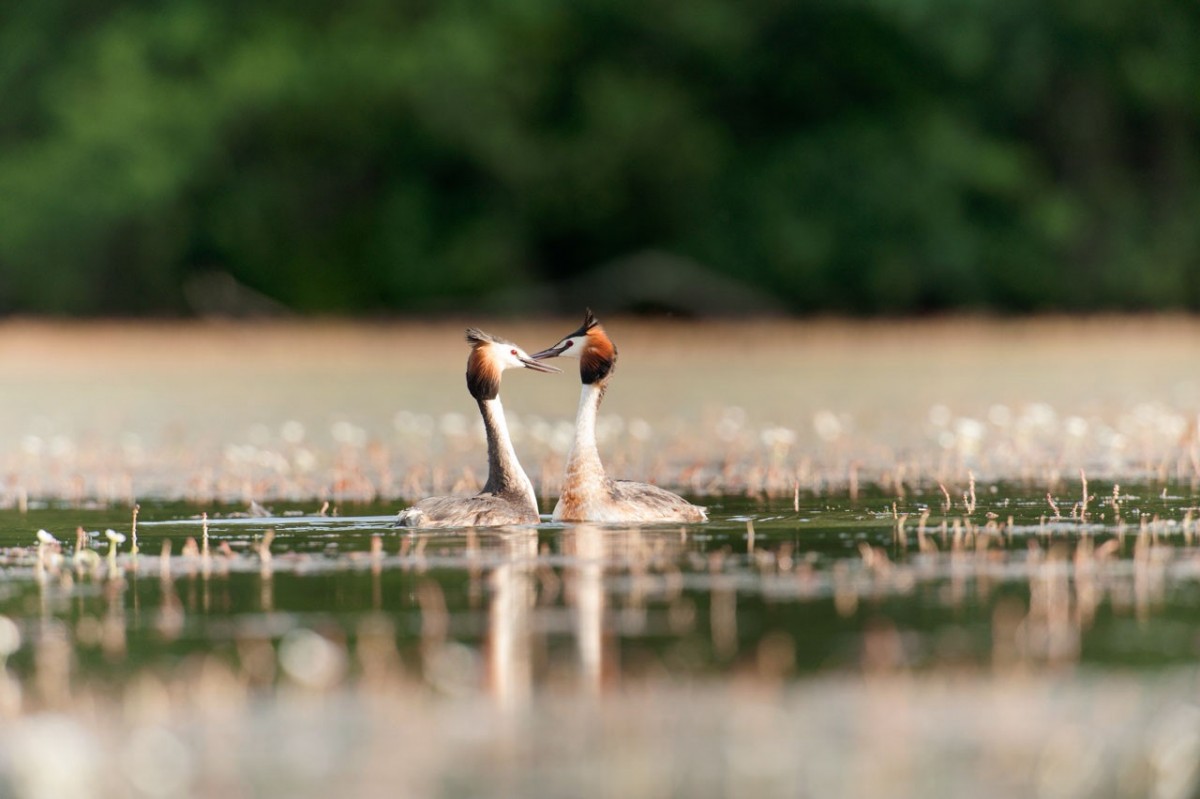 Why and How: Using a Floating Blind to Take Unique Pictures