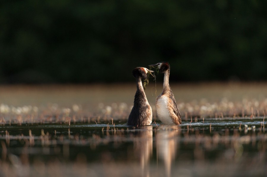 Why and How: Using a Floating Blind to Take Unique Pictures