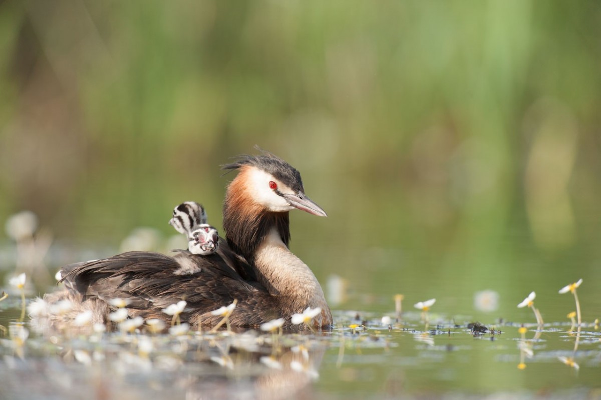 Why and How: Using a Floating Blind to Take Unique Pictures