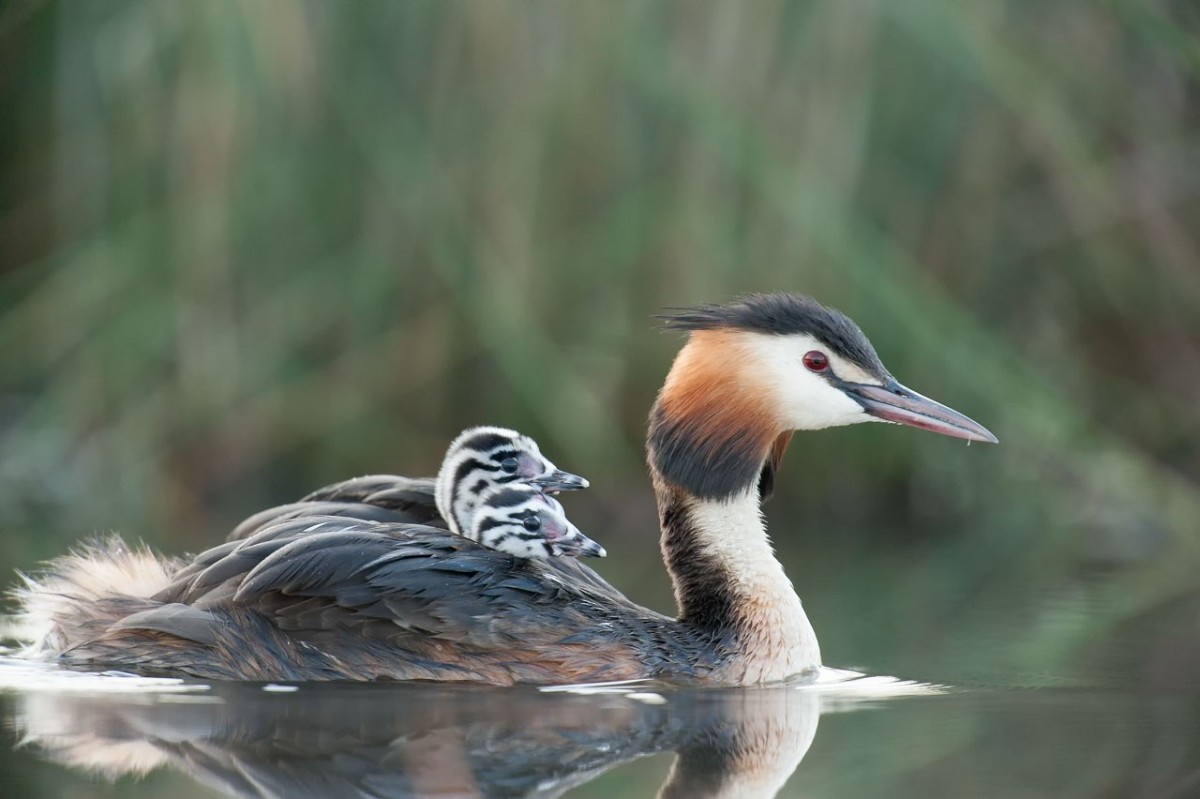 Why and How: Using a Floating Blind to Take Unique Pictures