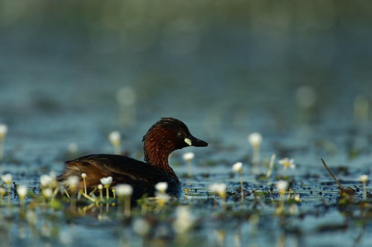 Why and How: Using a Floating Blind to Take Unique Pictures