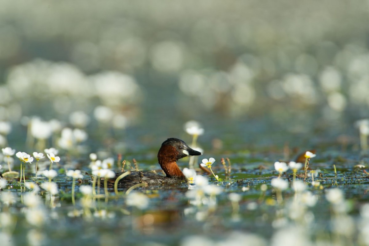 Why and How: Using a Floating Blind to Take Unique Pictures