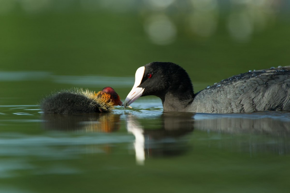 Why and How: Using a Floating Blind to Take Unique Pictures