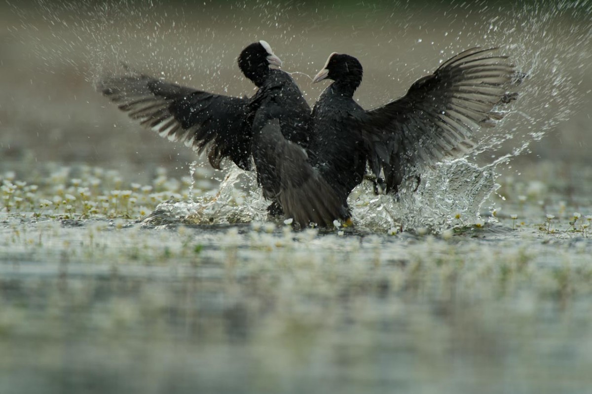 Why and How: Using a Floating Blind to Take Unique Pictures