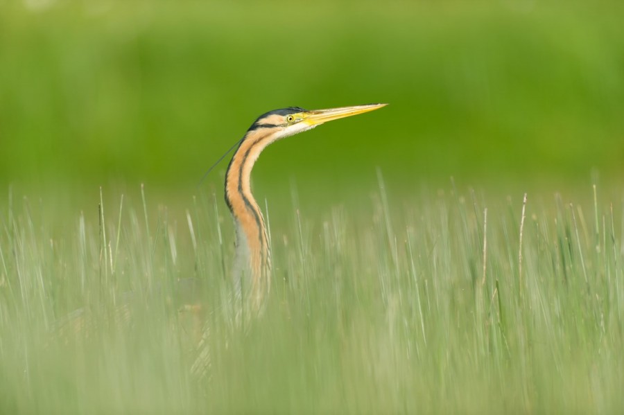 Why and How: Using a Floating Blind to Take Unique Pictures