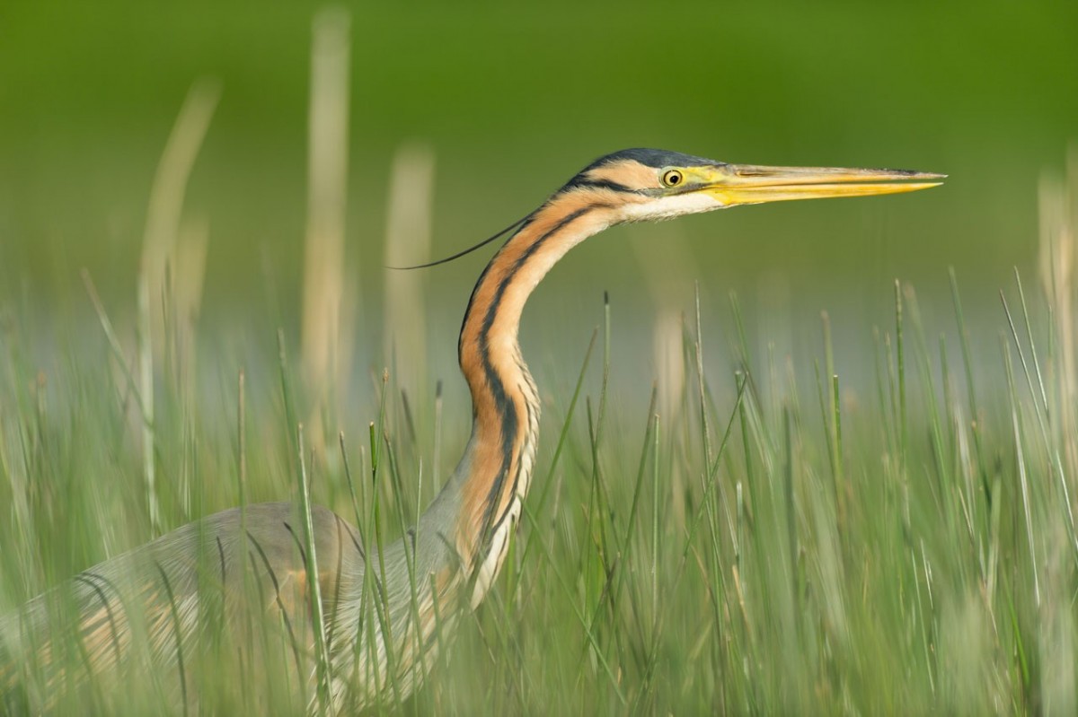 Why and How: Using a Floating Blind to Take Unique Pictures