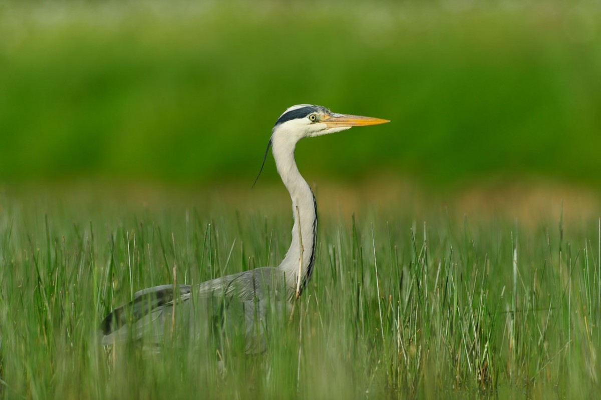 Why and How: Using a Floating Blind to Take Unique Pictures
