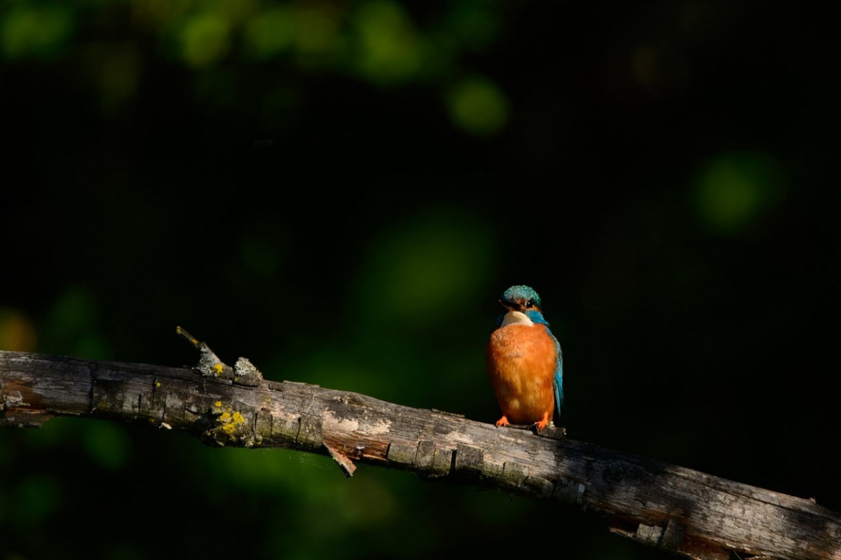 Why and How: Using a Floating Blind to Take Unique Pictures