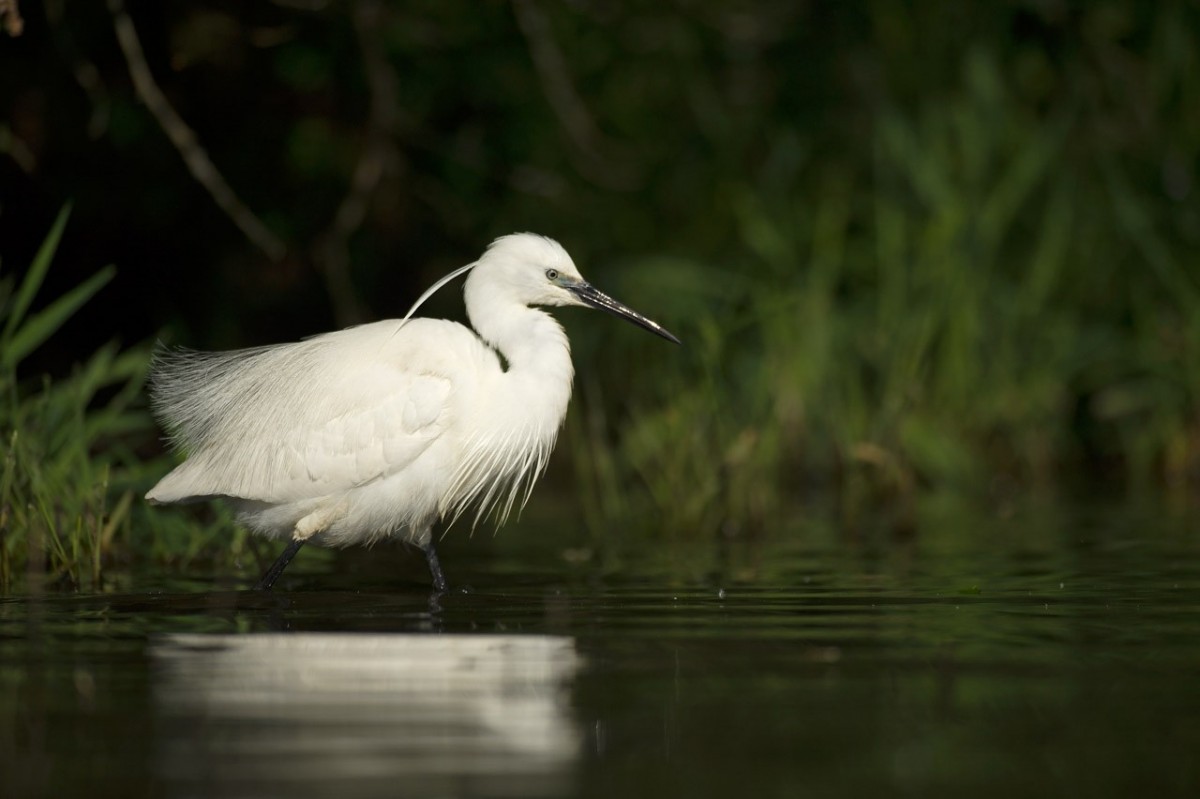 Why and How: Using a Floating Blind to Take Unique Pictures
