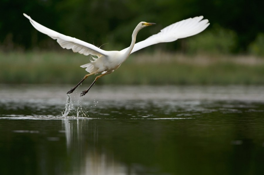 Why and How: Using a Floating Blind to Take Unique Pictures
