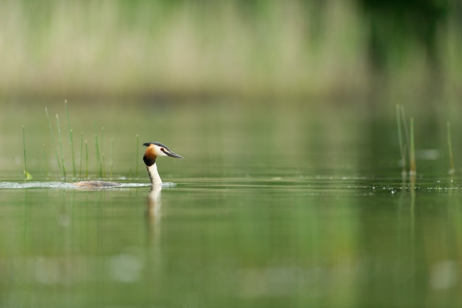 Why and How: Using a Floating Blind to Take Unique Pictures
