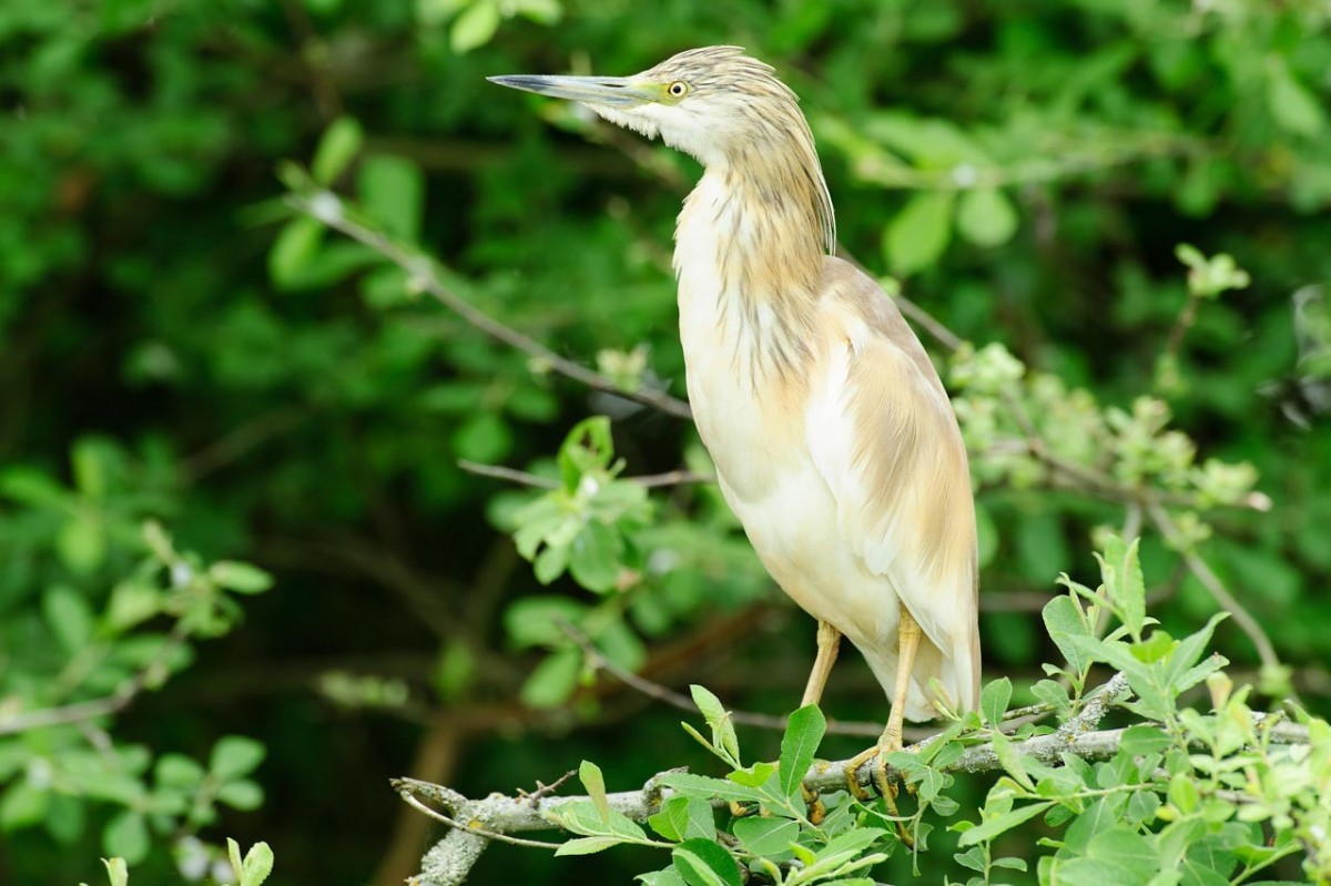 Why and How: Using a Floating Blind to Take Unique Pictures