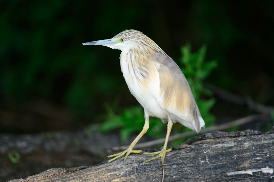 Why and How: Using a Floating Blind to Take Unique Pictures