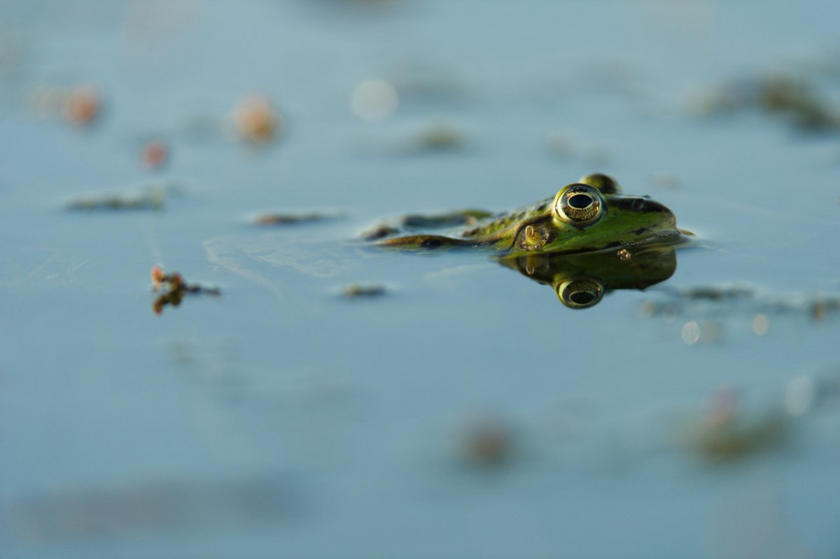 Why and How: Using a Floating Blind to Take Unique Pictures
